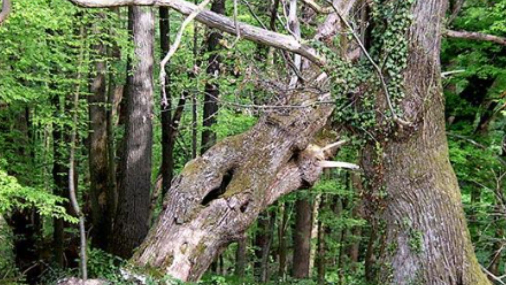 What Is Killing My Oak Trees in Missouri? - Treeleftbigshop